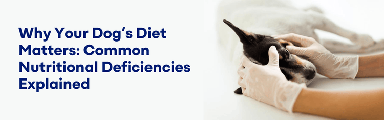 How to Identify Nutritional Deficiencies in Dogs – K9 Vitality
